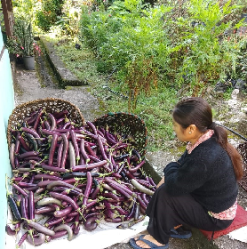Organic Brinjal Cultivation Enhances Livelihoods of Tribal Lepcha Farmers in North Sikkim | ICAR